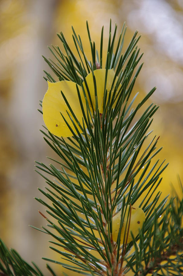 Pine Tree Tip With Yellow Leaf Photograph by Jeff Lowe - Fine Art America