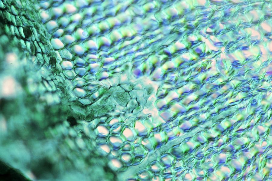 Pine Tree Tissue, Light Micrograph Photograph by Gombert, Sigrid - Fine ...