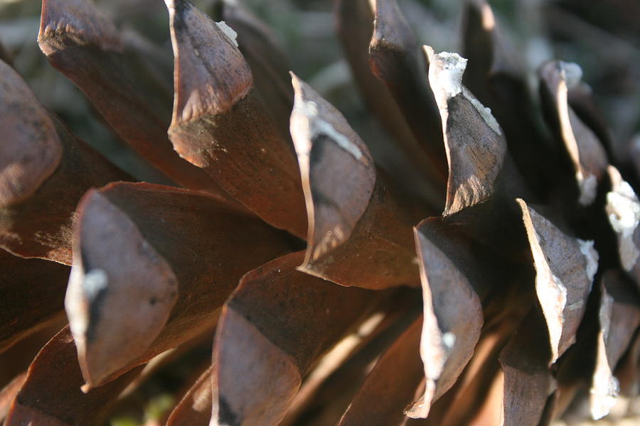 Pinecone Macro Photograph by Vincent Duis - Fine Art America