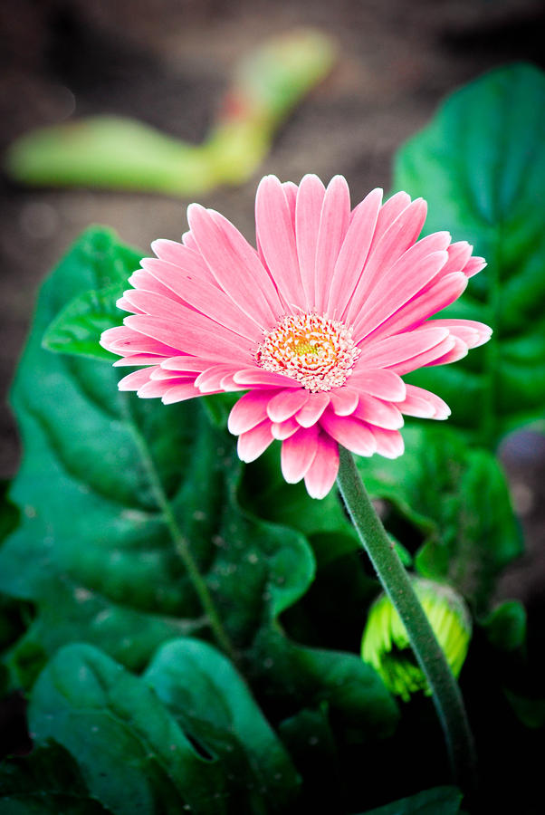 Pink Daisy Photograph by Chella McClosky - Fine Art America