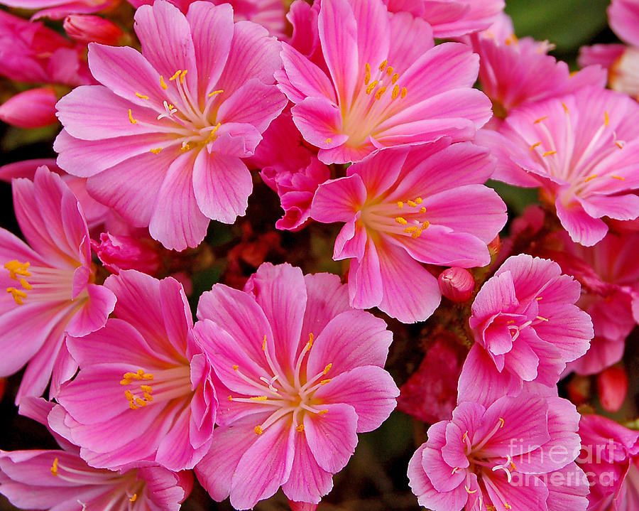 Pink Explosion Photograph by Chuck Flewelling - Fine Art America