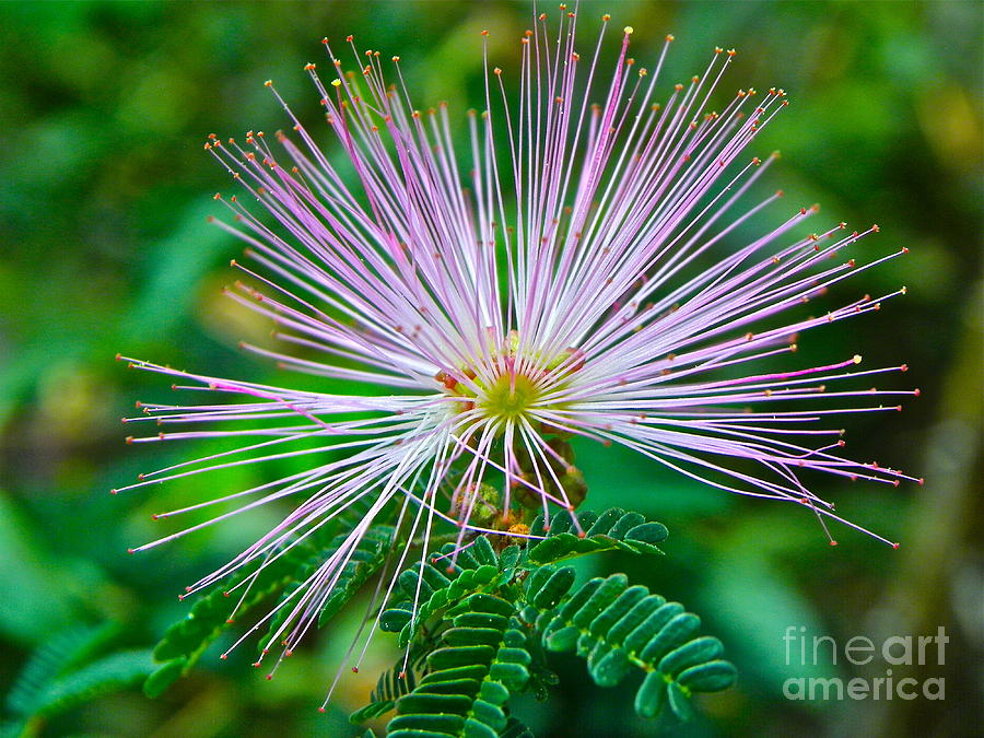 Pink expression Photograph by Eve Spring - Fine Art America