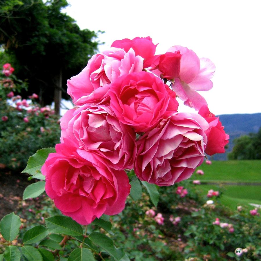 Pink Floribunda Roses by Will Borden
