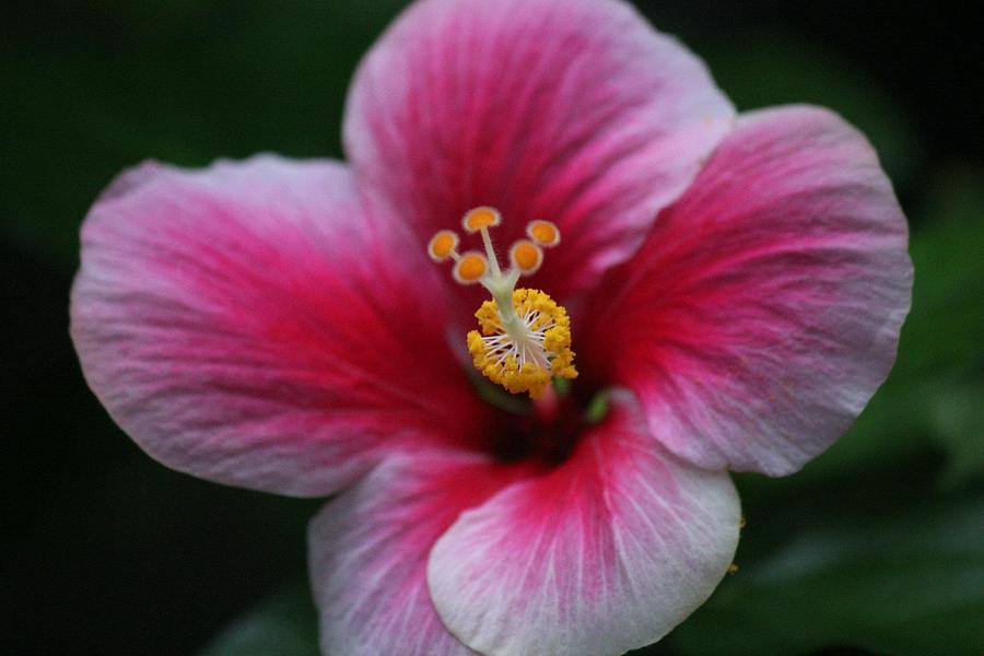 Pink Flower Photograph by Alexander Spahn - Fine Art America
