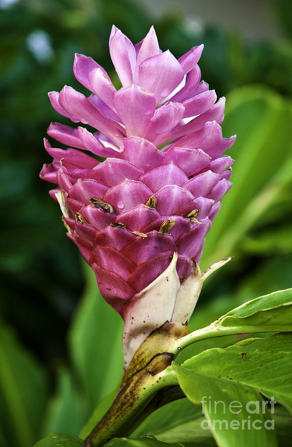 Pink Ginger Photograph by Jim Chamberlain - Fine Art America