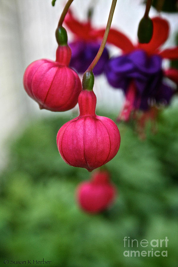 Pink Lanterns Photograph by Susan Herber - Fine Art America
