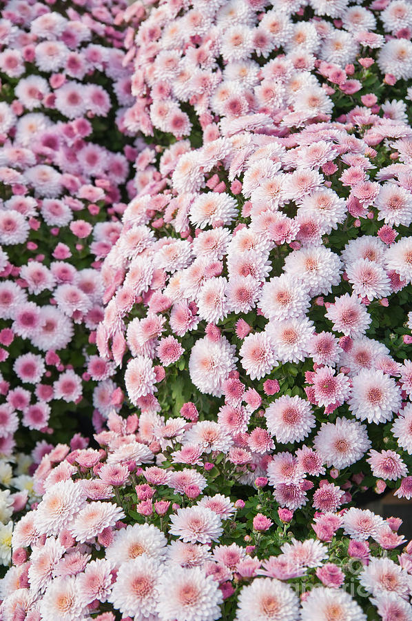 Pink Mums Photograph by Anne Kitzman - Fine Art America