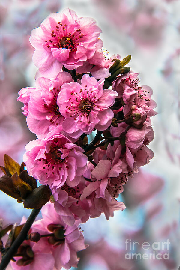 Pink Spring Photograph by Robert Bales - Fine Art America