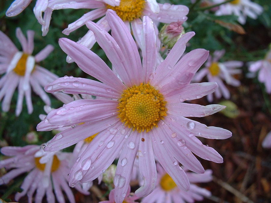 Pink Tears Photograph by Paul Slebodnick - Fine Art America