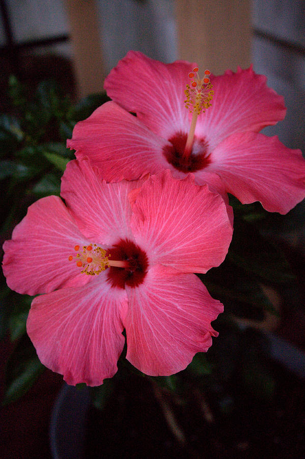 Pink Twins Photograph by Eldon Roberts - Fine Art America