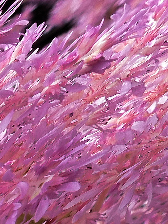 Pinks Photograph by Susan Knott - Fine Art America