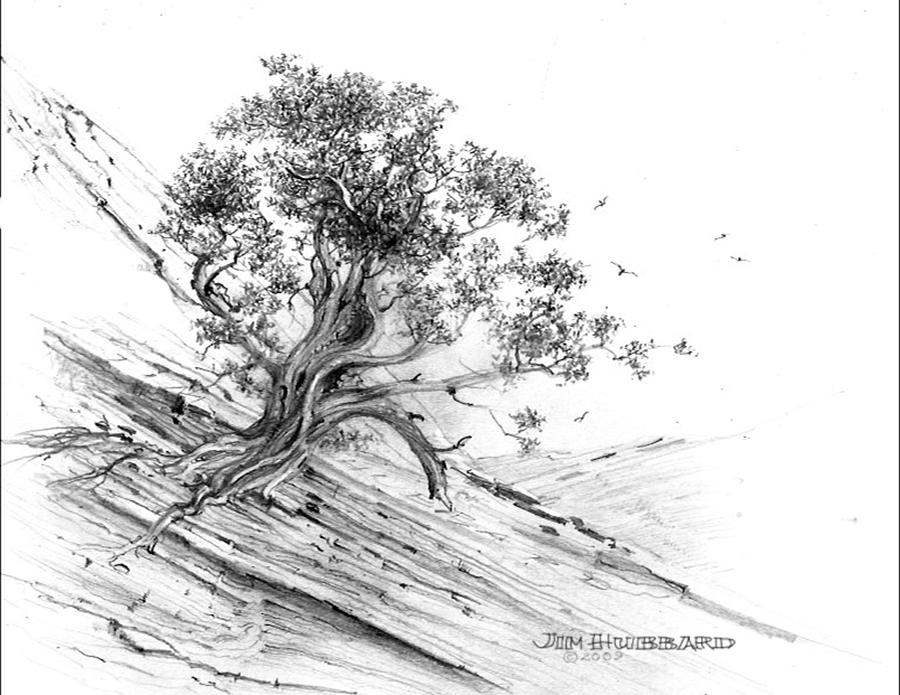 Pinyon Pine Drawing by Jim Hubbard - Fine Art America