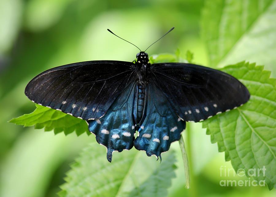 Pipevine Swallowtail Photograph by Carol Groenen