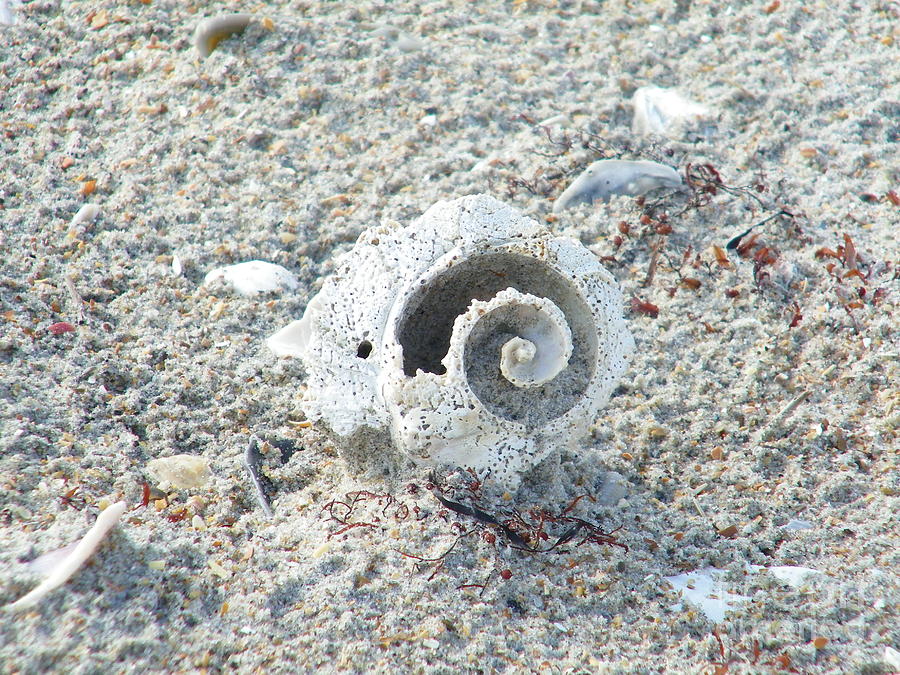 Pitted Conch Photograph by Valerie Nelson - Fine Art America