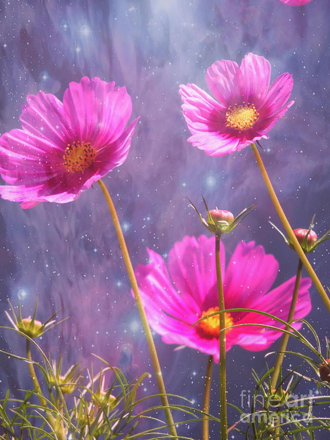 Pixie Dust Photograph by Aubrey Campbell | Fine Art America