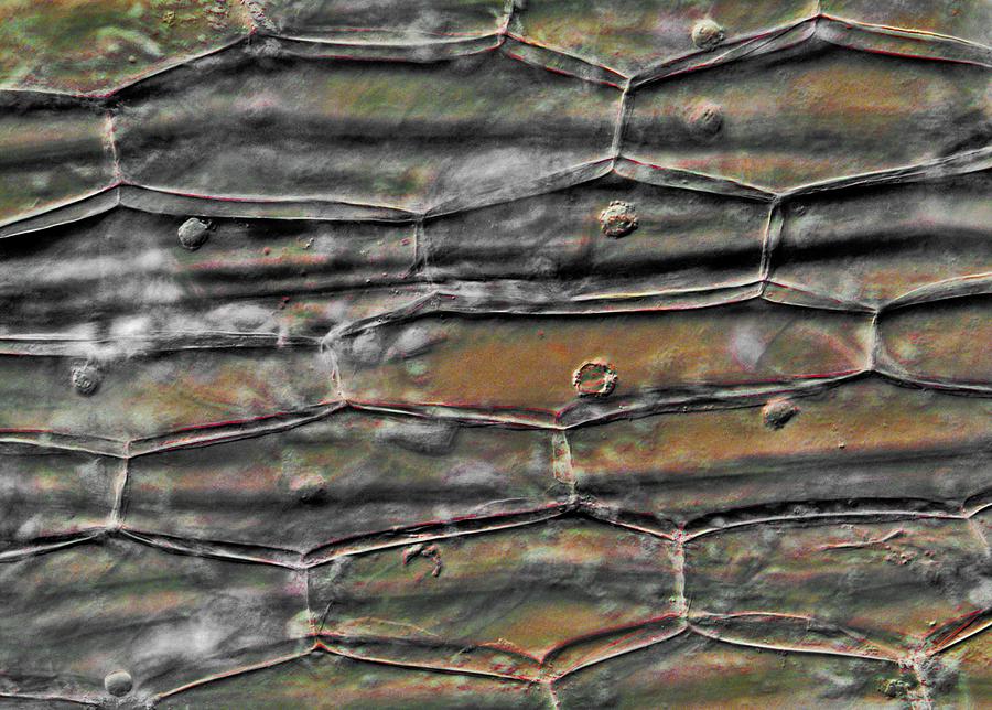 Plant Cells, Light Micrograph by Science Photo Library