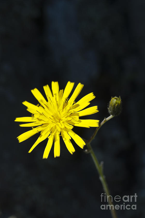 Plant Common Hawkweed Hieracium lachenalii or vulgatum flower ...