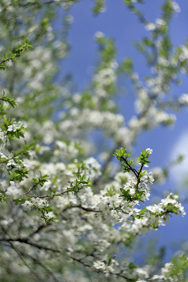 Plum tree in bloom Pyrography by Lija Baneviciute - Fine Art America