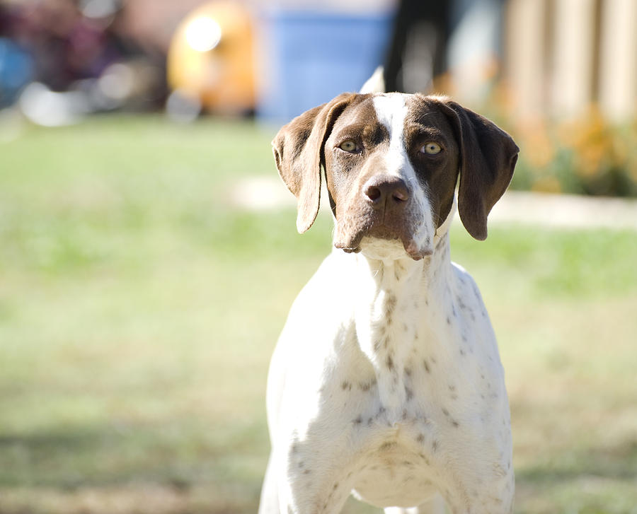 Pointer Photograph by Malania Hammer - Fine Art America