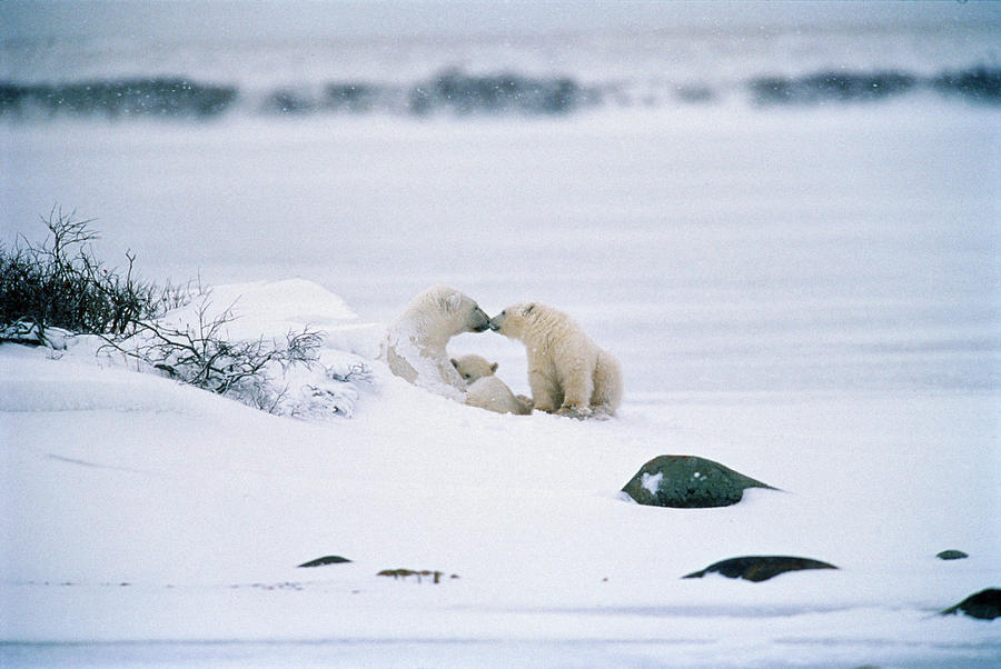 Polar Bear Feeding Cubs, Churchill Photograph by Mike Grandmailson ...