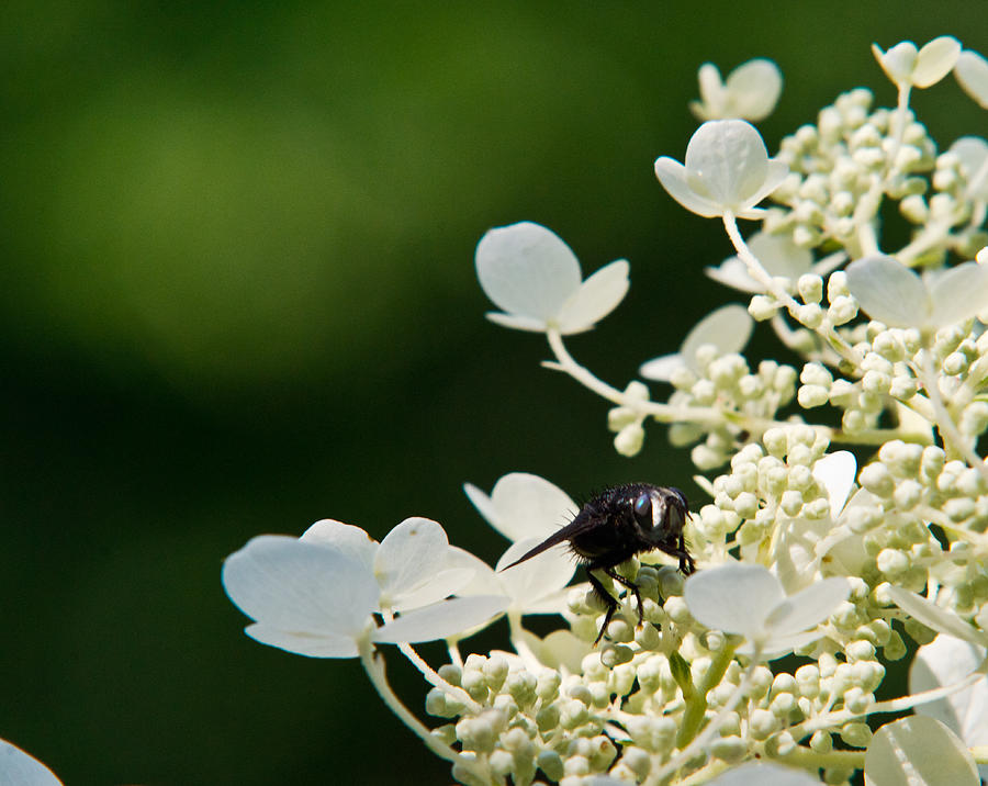 Pollen and Nectar Feeding Fly 11 Photograph by Douglas Barnett - Fine ...