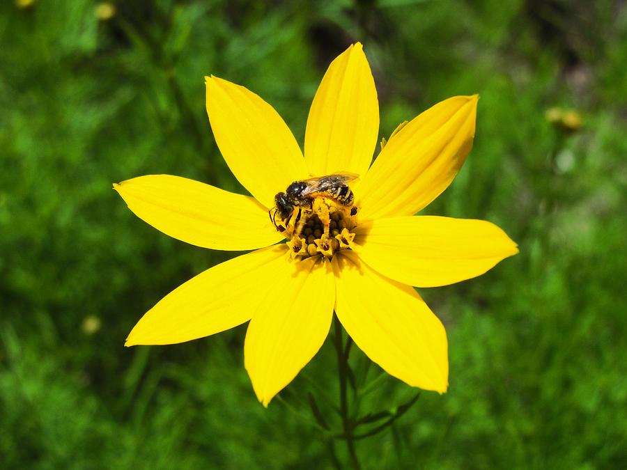 Pollinate Photograph by Alexandra Wade - Fine Art America