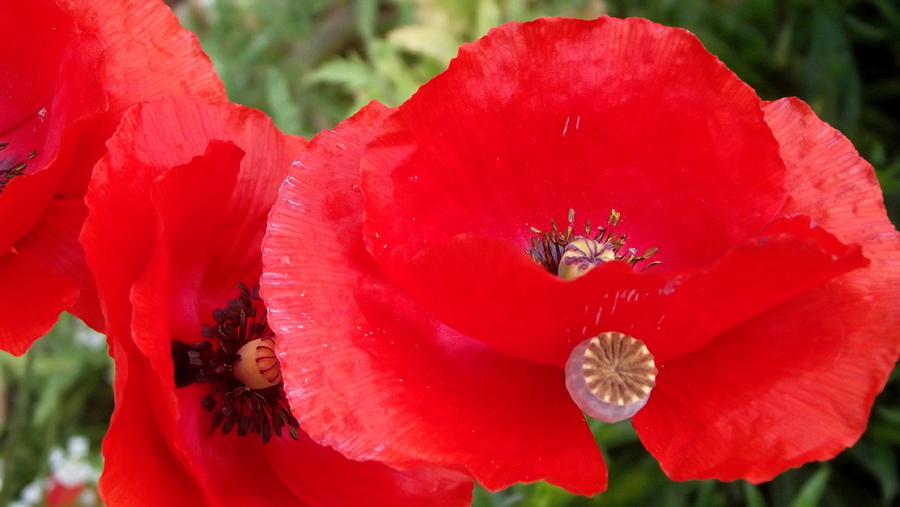 Poppy 1 Photograph by Aaron Easter - Fine Art America