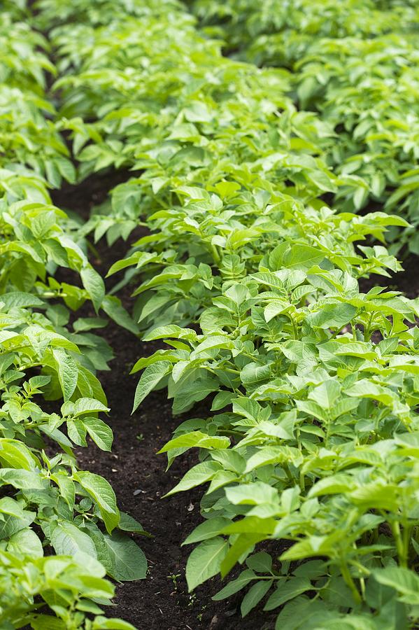 Potato Plants In A Vegetable Patch Photograph by Jon Stokes - Pixels