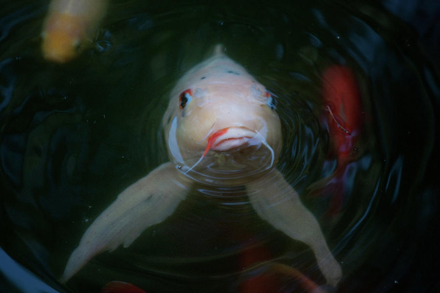 Pouting Photograph by Craig Hosterman - Fine Art America