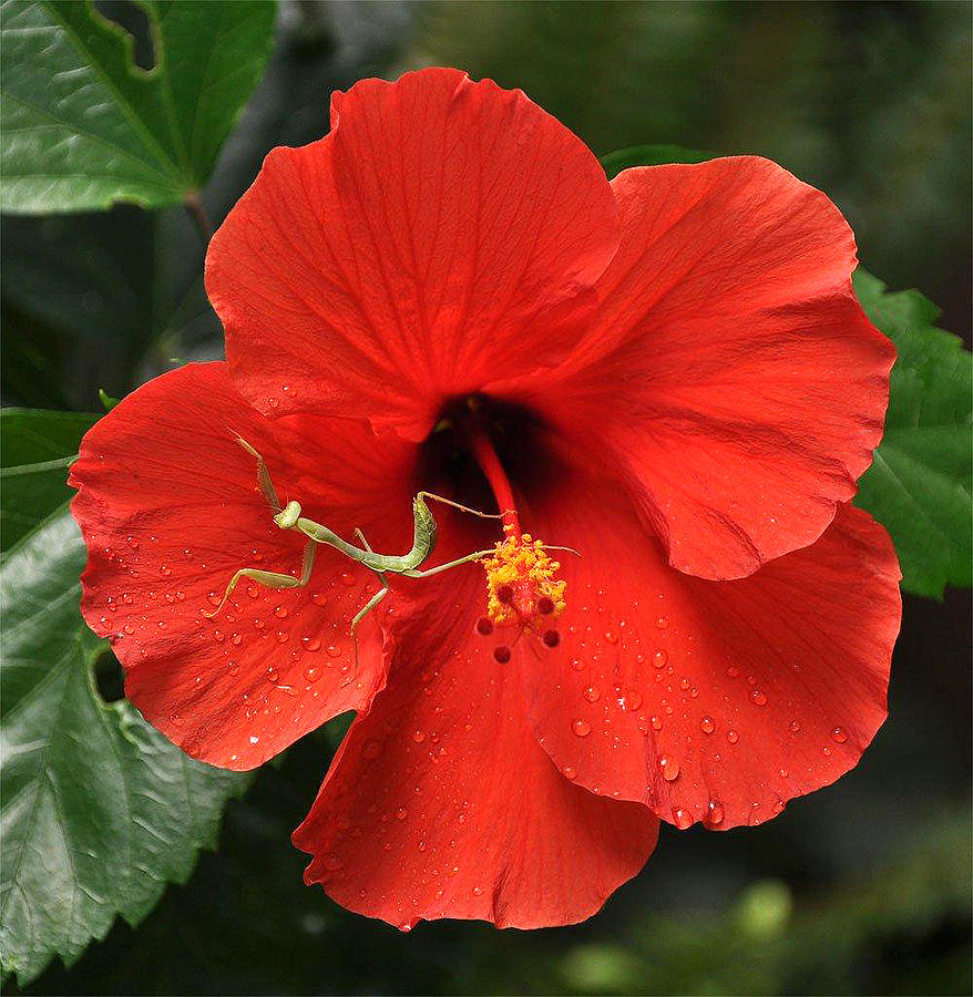 Praying Mantis Photograph by Dena Baker - Fine Art America