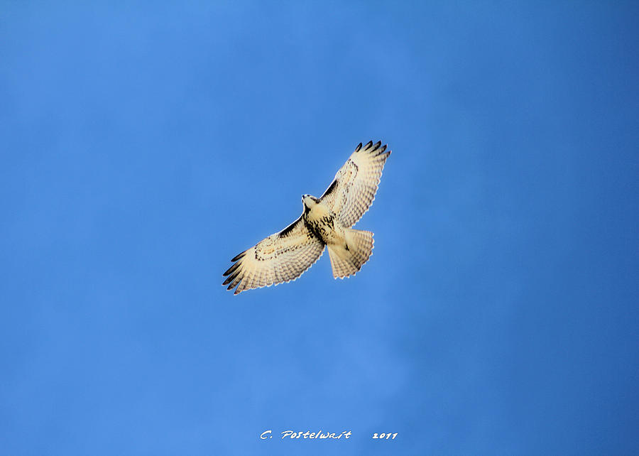 Predator in Flight Photograph by Carolyn Postelwait - Fine Art America