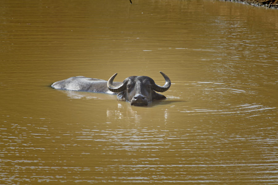 Preferred Environment Photograph by Douglas Barnard - Fine Art America