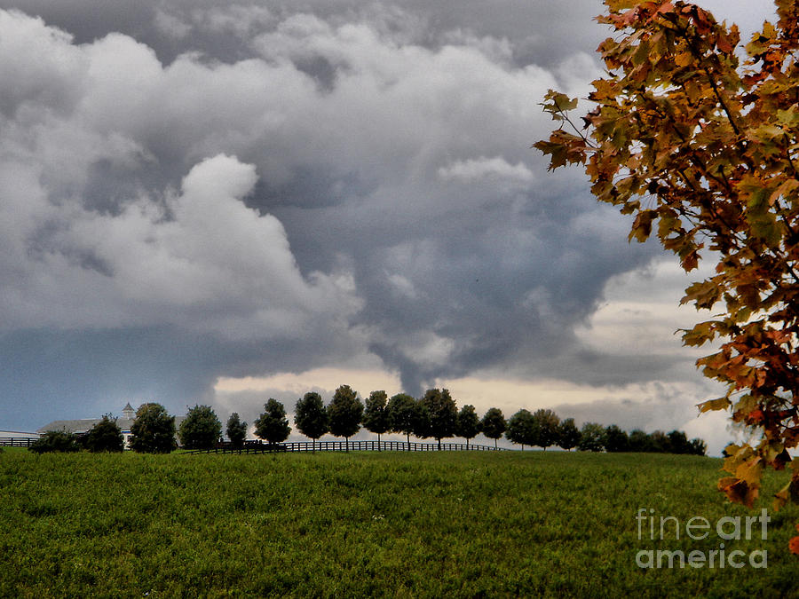 Pretty All in A Row Photograph by Andrea Kollo - Fine Art America