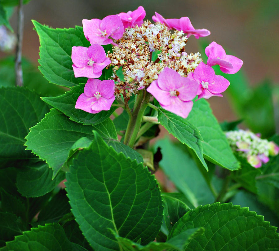 Pretty Bush Photograph by Michelle Cruz - Fine Art America