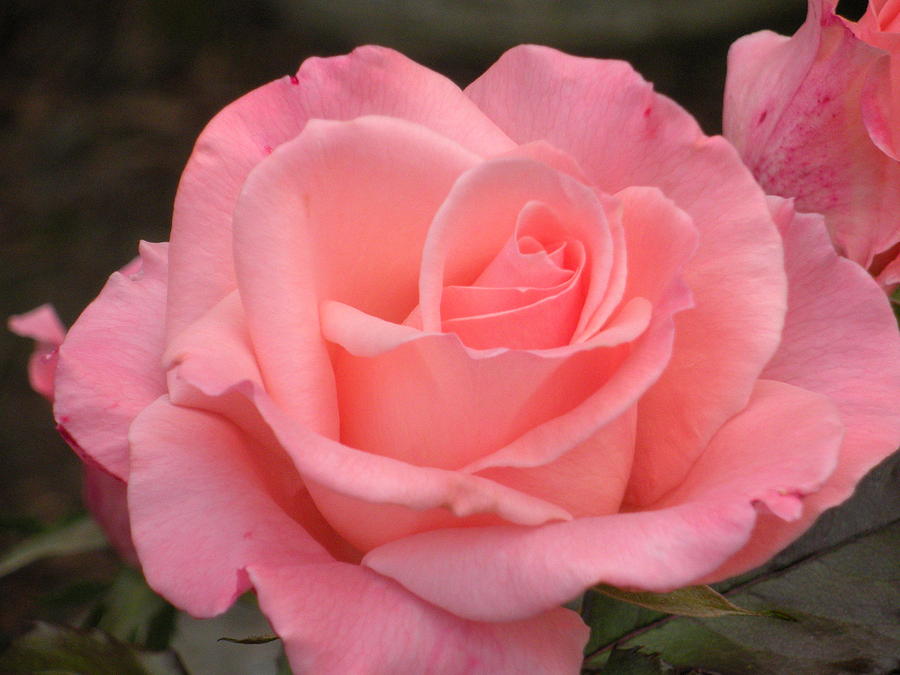 Pretty pink rose Photograph by Jan Freeman - Fine Art America