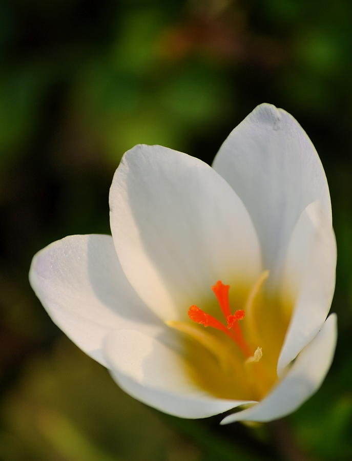 Pretty White Crocus Photograph by JD Grimes - Fine Art America