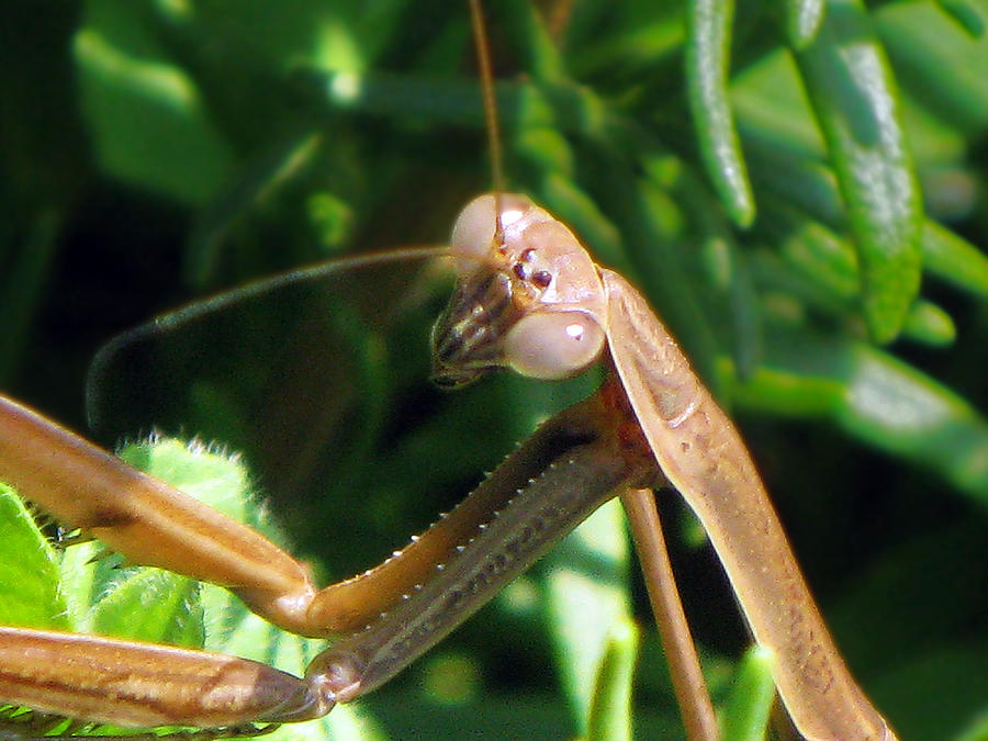 Preying Mantis 4 Photograph by Richard Singleton - Fine Art America