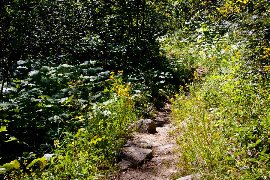 Priest Lake Trail Series III - Watch out for Rocks Photograph by David ...