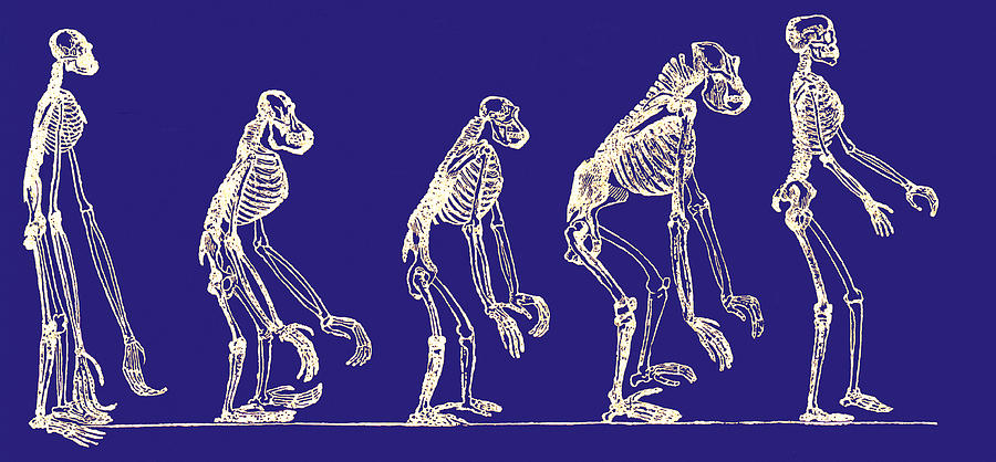 Primate Evolution Photograph by Sheila Terry - Fine Art America