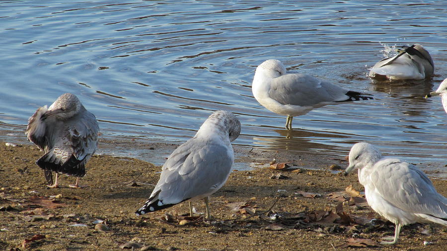 Primping Photograph by Loretta Pokorny - Fine Art America