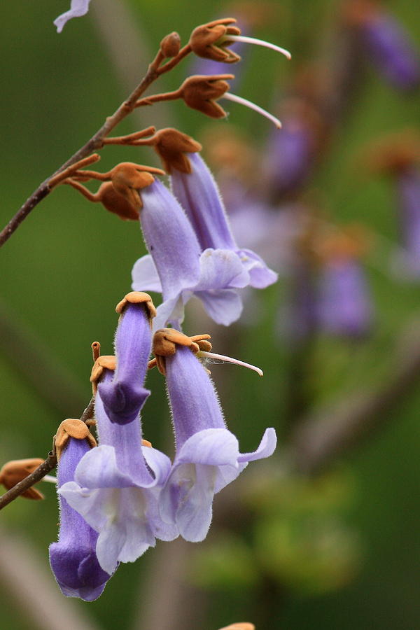 Princess Tree Blossoms Photograph by Mark Codington - Fine Art America