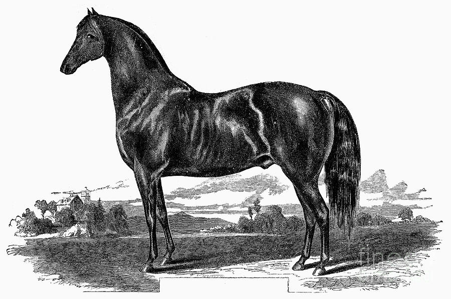 Prize Horse, 1857 Photograph by Granger - Pixels