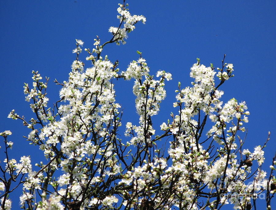 Profusion Photograph by John Chatterley - Fine Art America