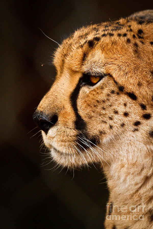 Prolie Photograph by Carl Jackson - Fine Art America