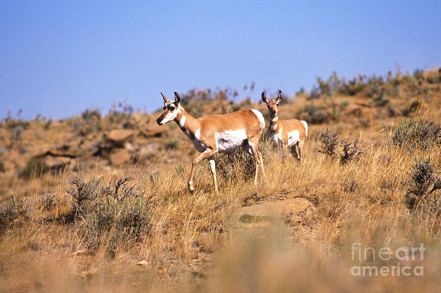 Pronghorn Antelope Photograph by Science Source | Pixels