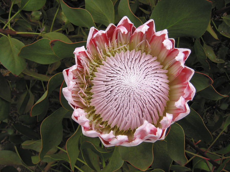 Protea with Bee Photograph by Cheryle Trammell - Fine Art America