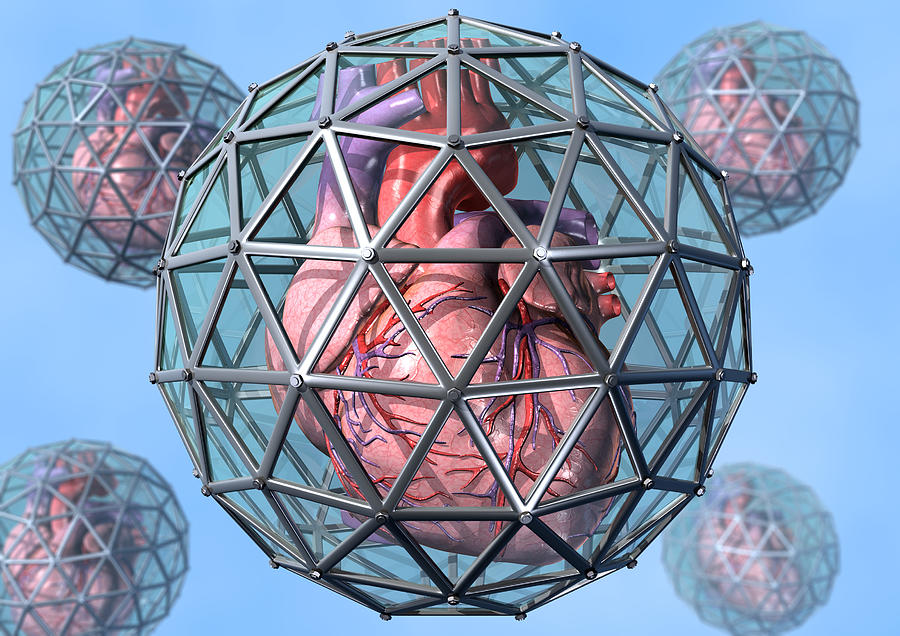 Protected Heart, Computer Artwork Photograph by David Mack - Fine Art ...
