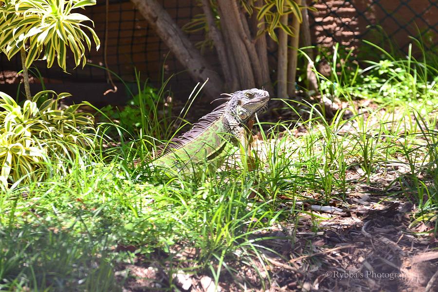 Prowling Lizard Photograph by Ruth Yvonne Ash - Fine Art America