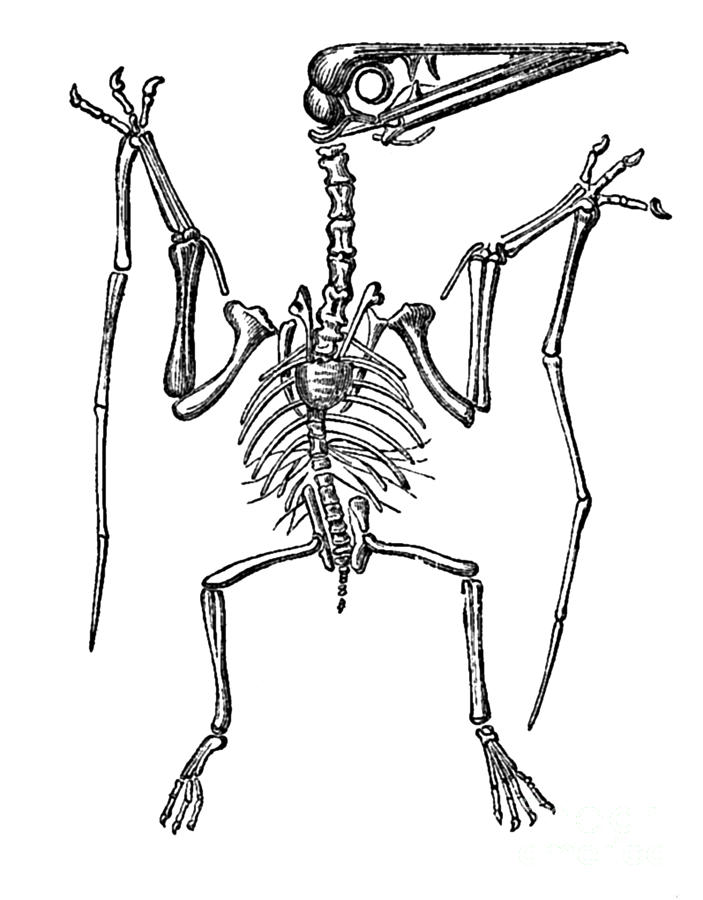 Pterodactylus, Extinct Flying Reptile Photograph by Science Source ...