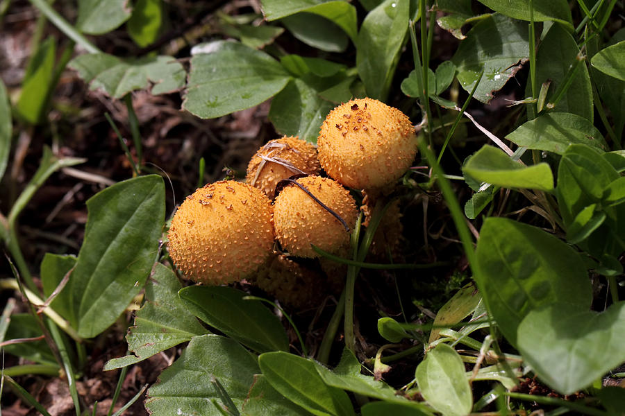 Puff Balls Photograph by Doug Lloyd - Fine Art America